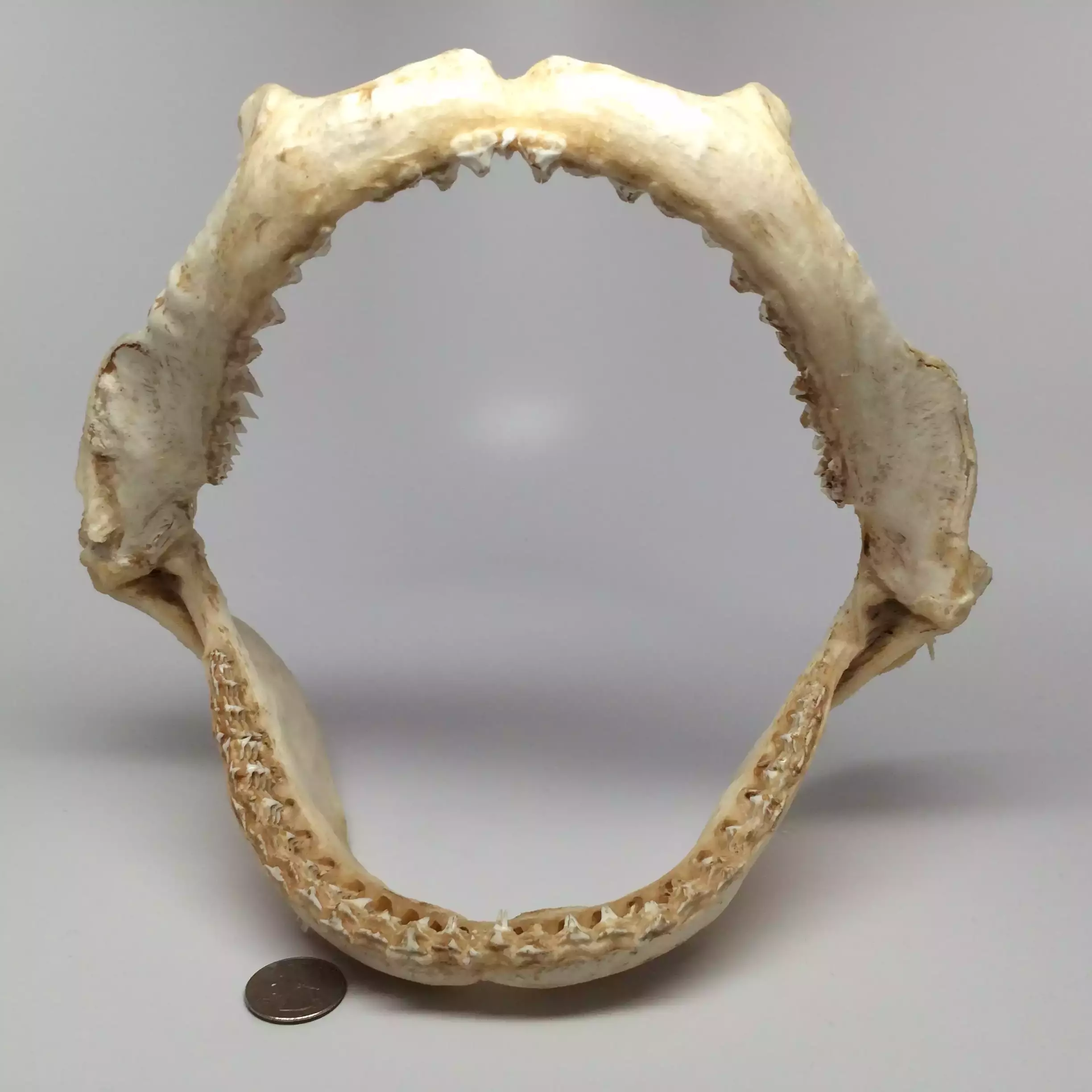 Sand Shark Jaw