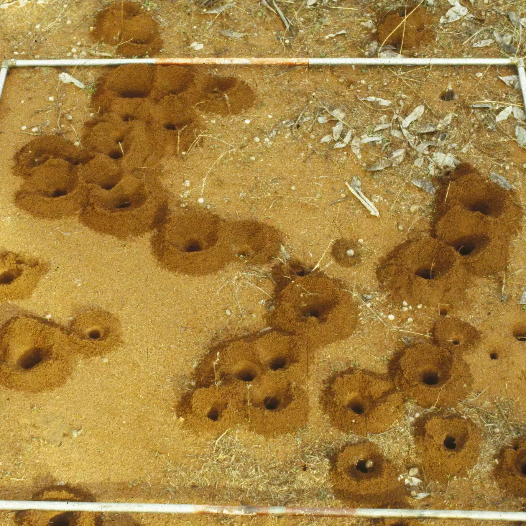 Ant activity and the development of nutrient-rich soil profiles