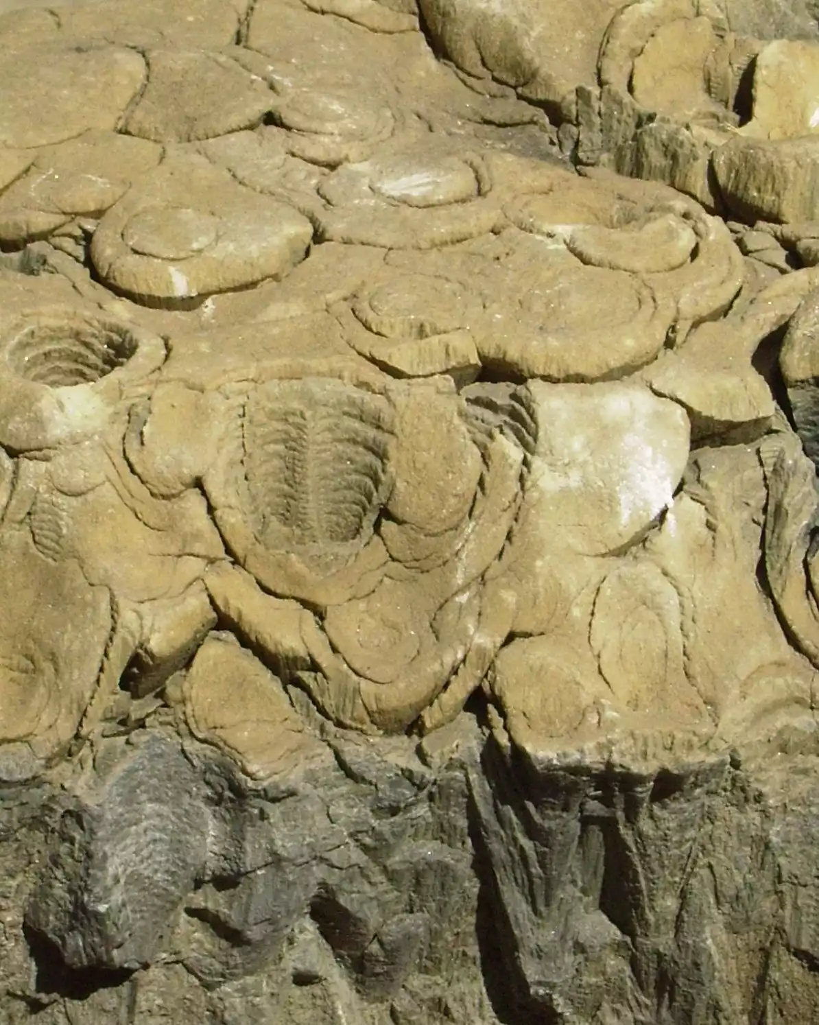 cone in cone structure