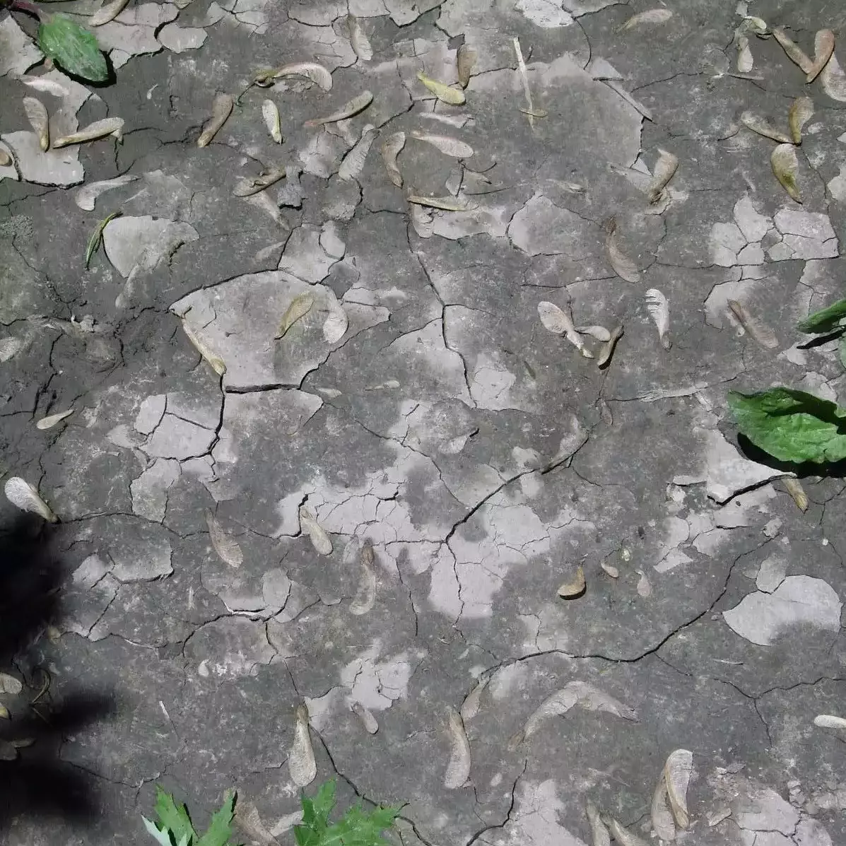 mud cracks form because