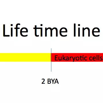 Life Time Line