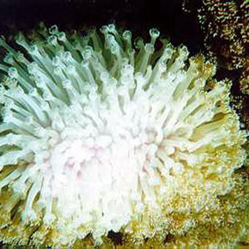 Using Data to Identify Hot Spots and Predict Bleaching Events