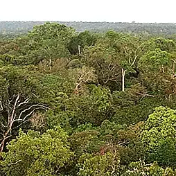 Shrinking Forest - Growing Problem