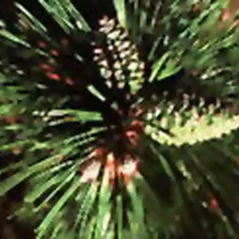 Lab 6: Trees and Paleoclimate: How Do We Know What We Know?