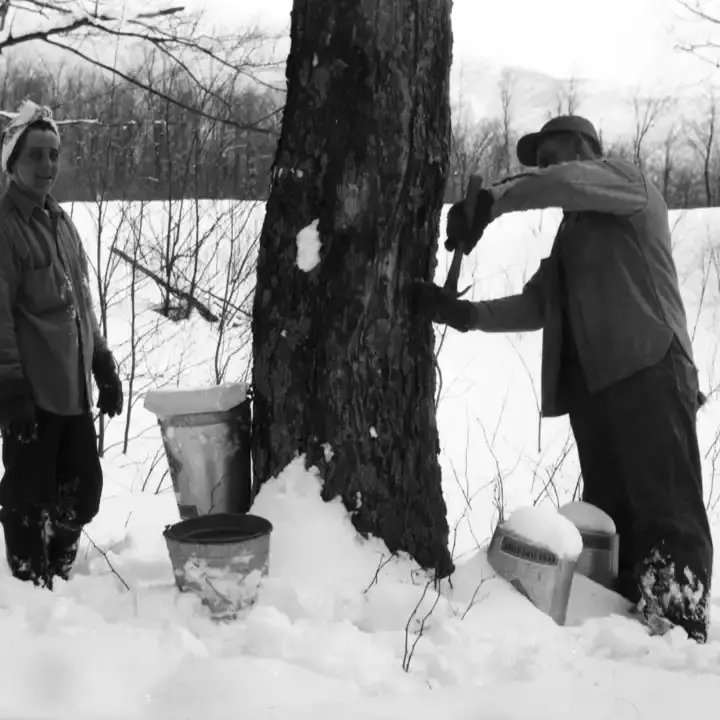 Future of the Forest