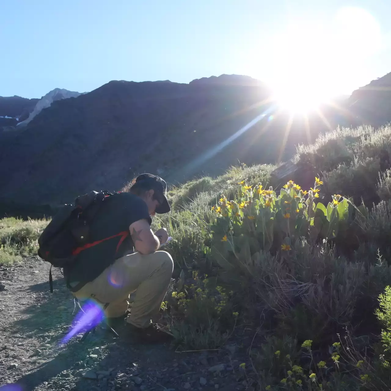 Botany Field Observations