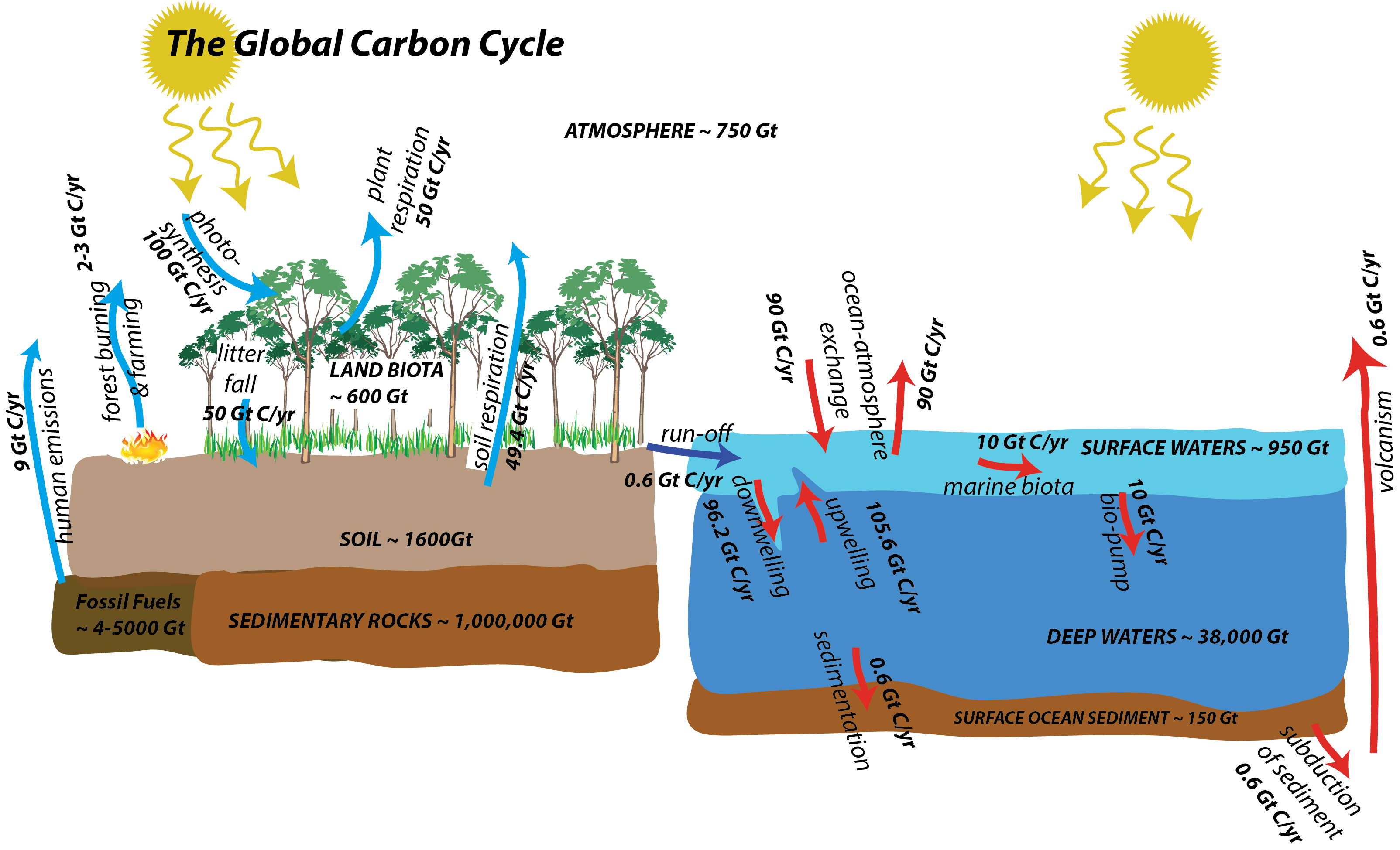 Complex Carbon Cycle Diagram