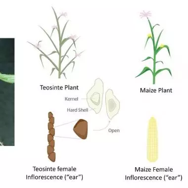 The Nature and Timing of Agricultural Domestication: Global Patterns