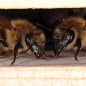 Insects