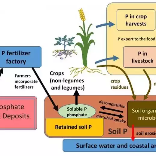 Phosphorus Cycle Definition