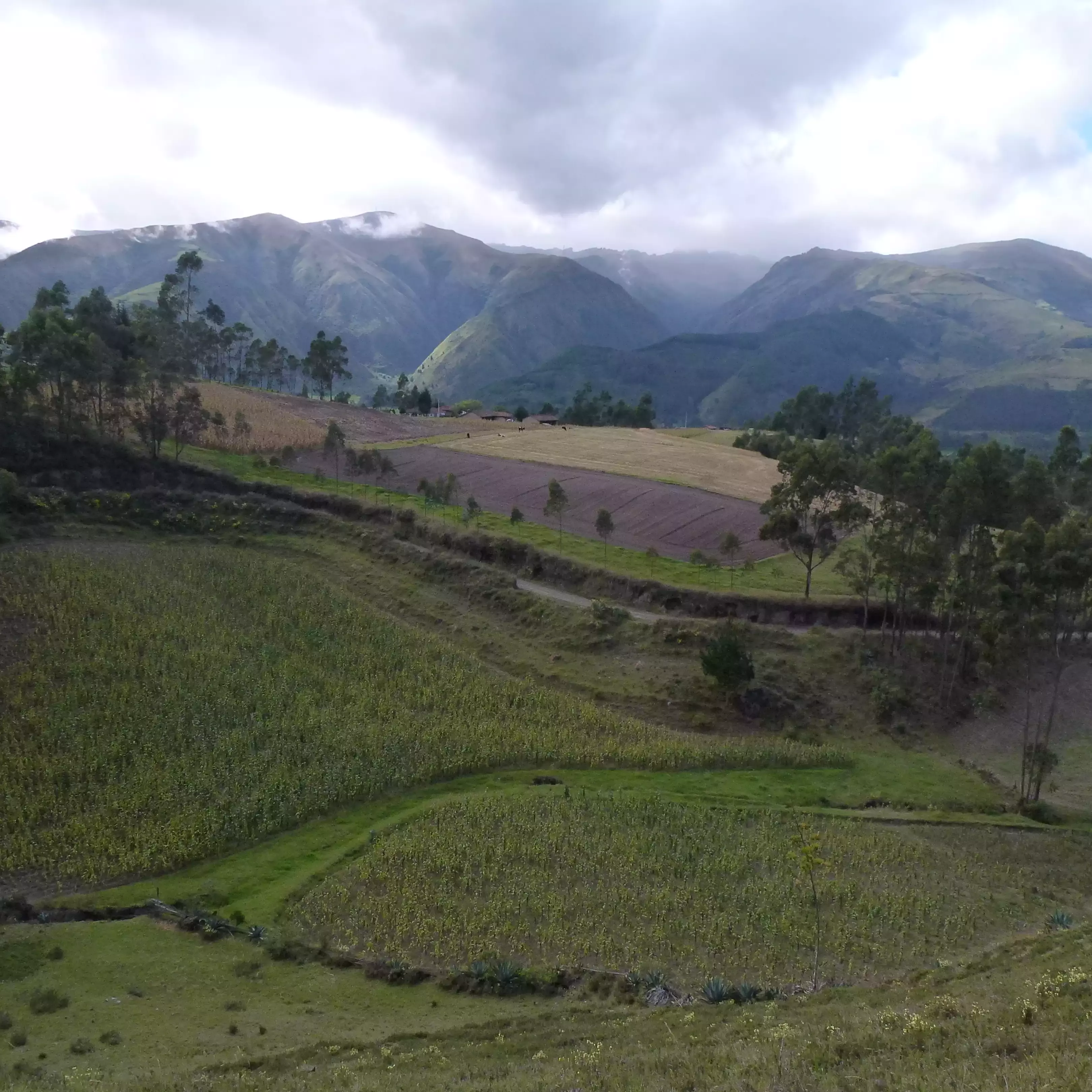 Landscape characteristics (LS factor)