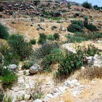 How to Design an ESS Course