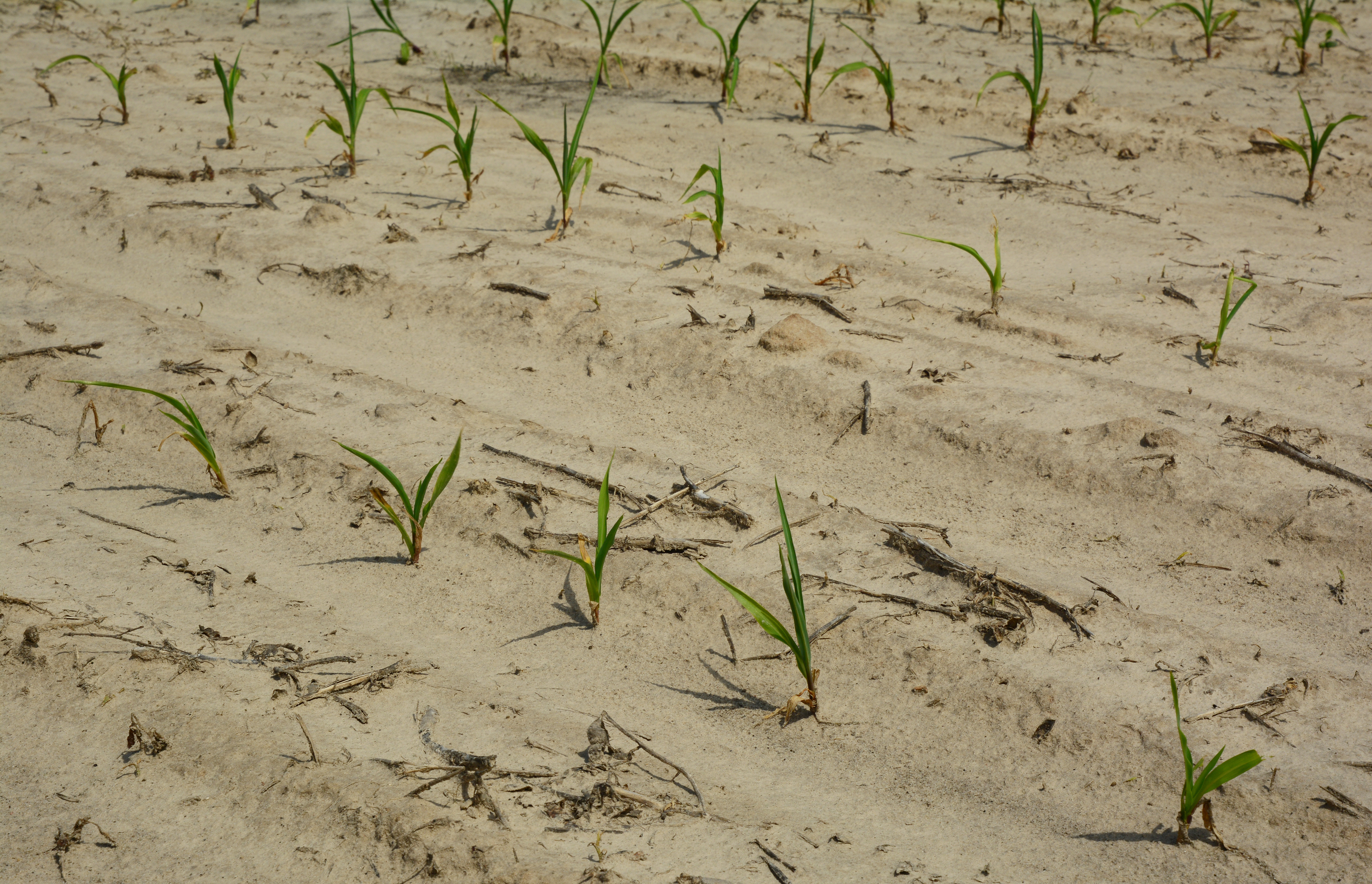 Poor Soil Quality