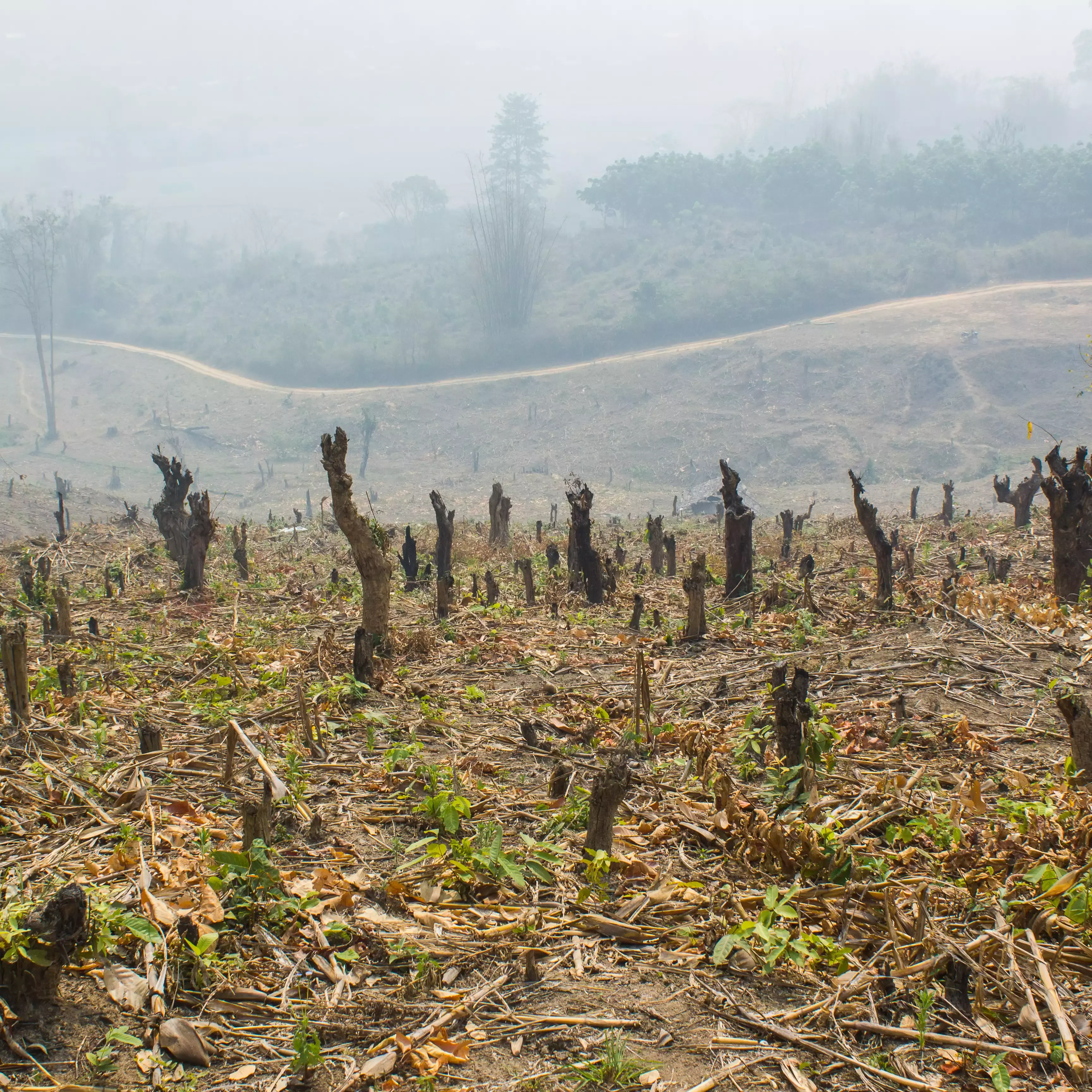 Elaborate: Altered Biomes