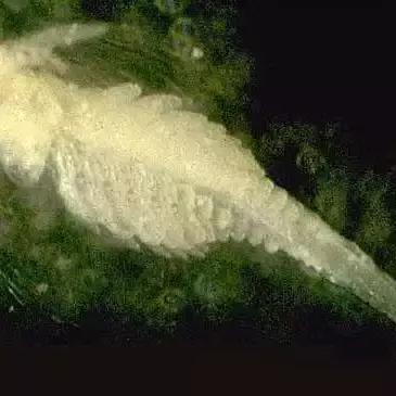 Sea Monkey Experiment