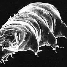 Tardigrades: Living extremely