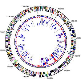 Bioinformatics in the Classroom