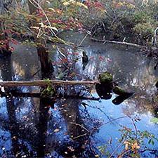 Protistan Tales of Atlantic White Cedar Swamps