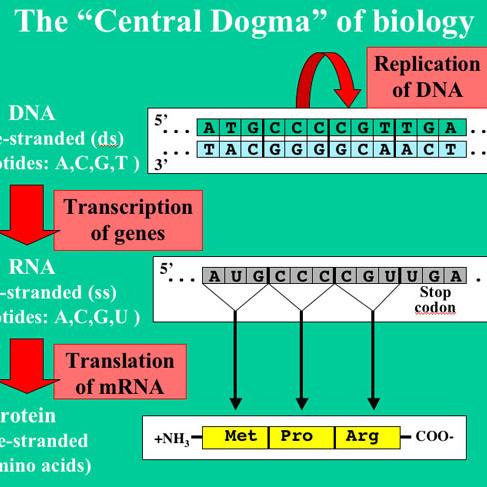 Genomics: ( genetics - genes - genetic code - RNA/DNA)