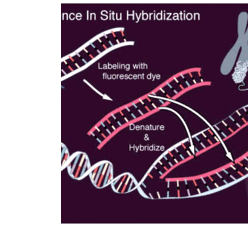 Fluorescent In Situ Hybridization: (FISH)