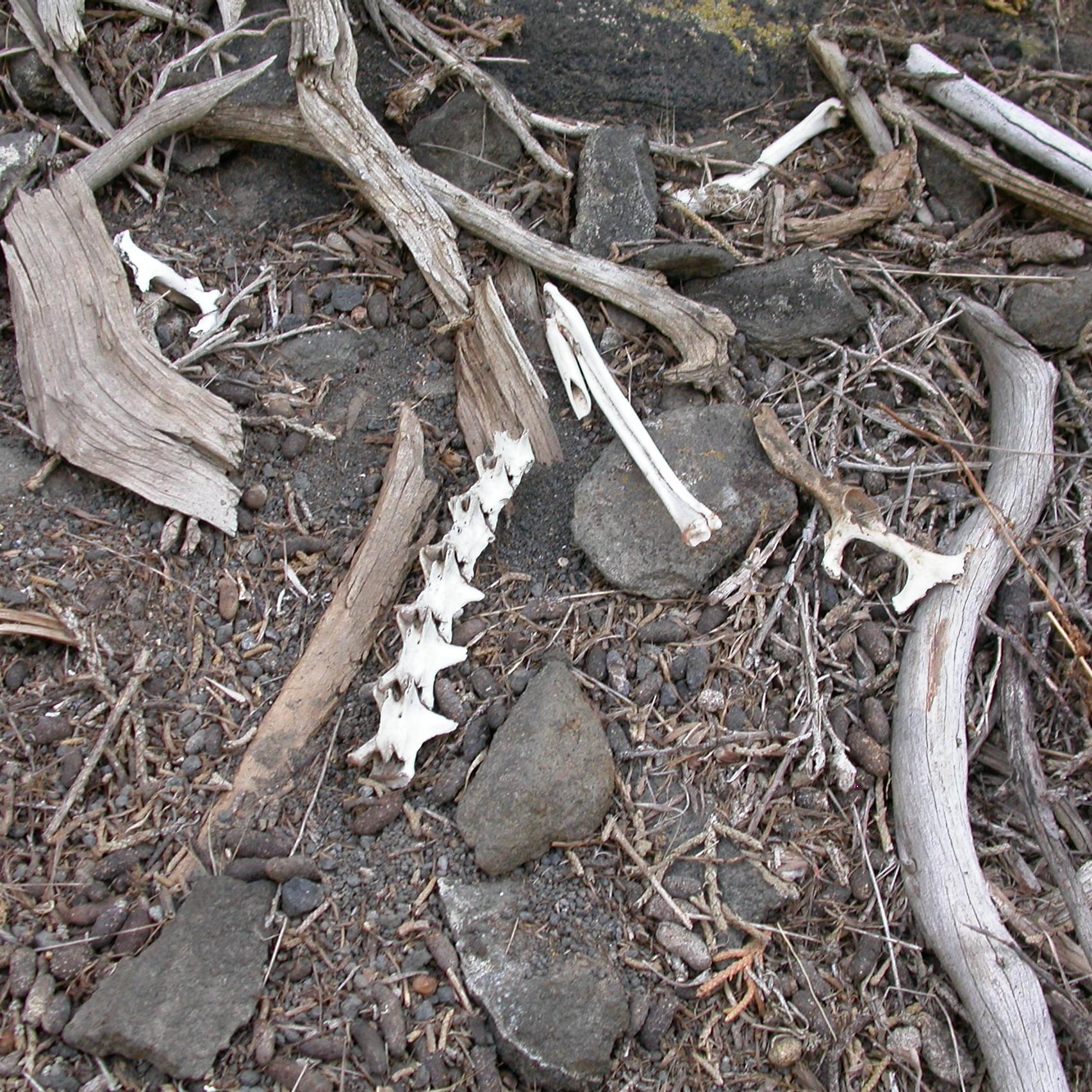 Taphonomy: The Study of Preservation