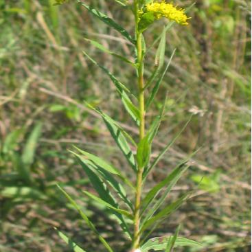 Goldenrod Gall Flies: Writing a Lab Report in the Form of a Scientific ...