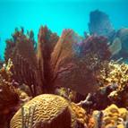 Exploring Coral Reefs: A Virtual Dive in the Bermuda Triangle