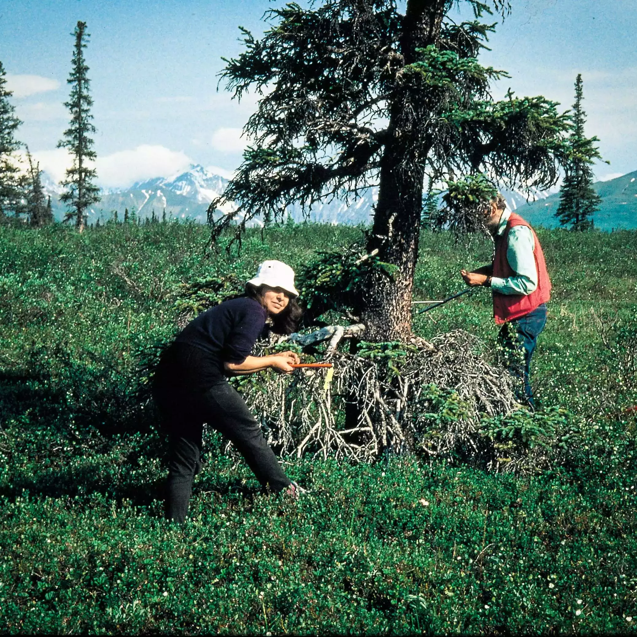 Part 2 - The Life of a Tree-Ring Scientist