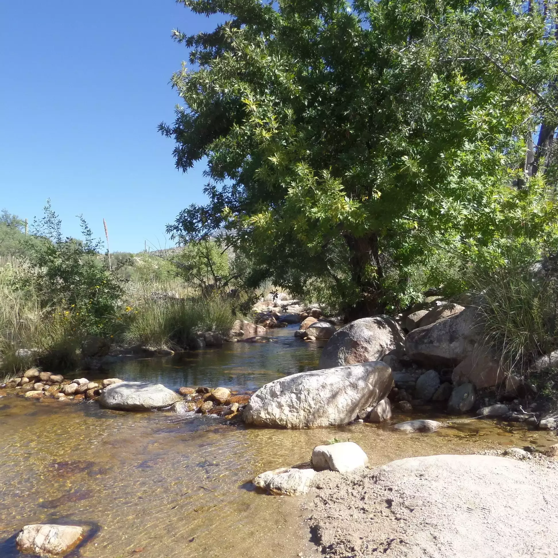 Part 3: Measuring and Graphing Tree-Ring Width at Chaco Canyon, NM.