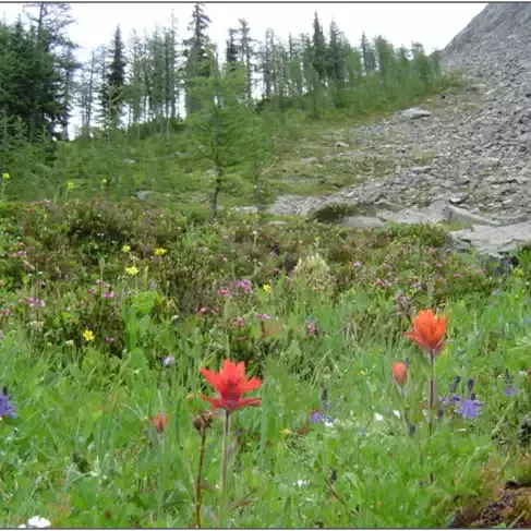 The Role of Microsites on Alpine Timberline Advance Associated with ...