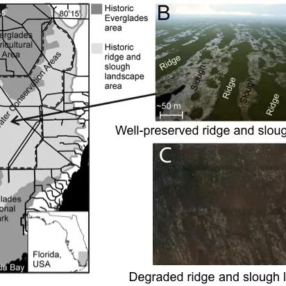 How is Everglades geomorphology like that of arid Australian rivers and ...