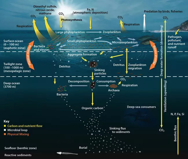 ocean_carbon_cycle._credit.jpg